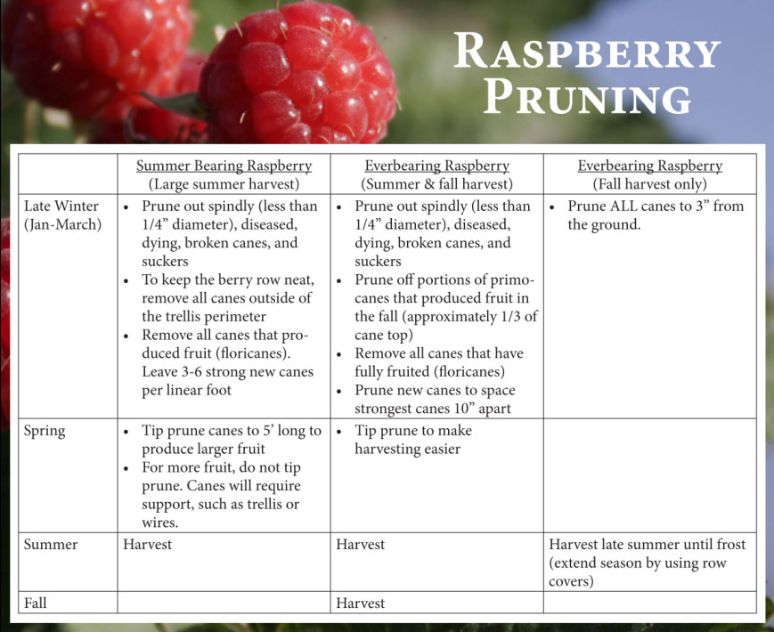 raspberry-chart | Kulak's Nursery & Landscaping