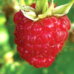 New Shrub Raspberries - Kulak's Nursery & Landscaping Kulak's Nursery ...